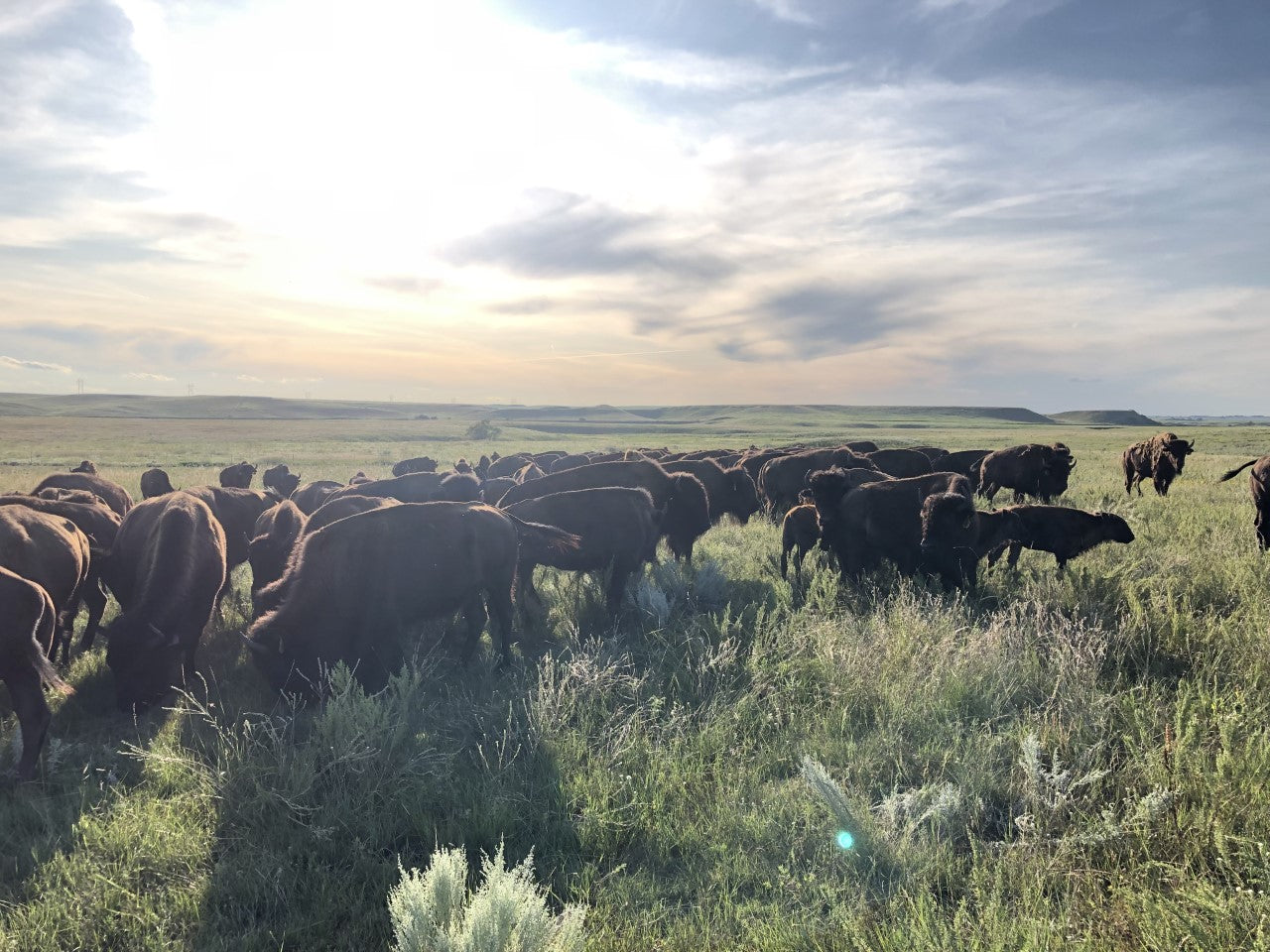 Black Leg Ranch Meats